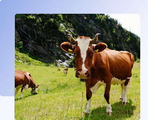 Our Business - Solico Group